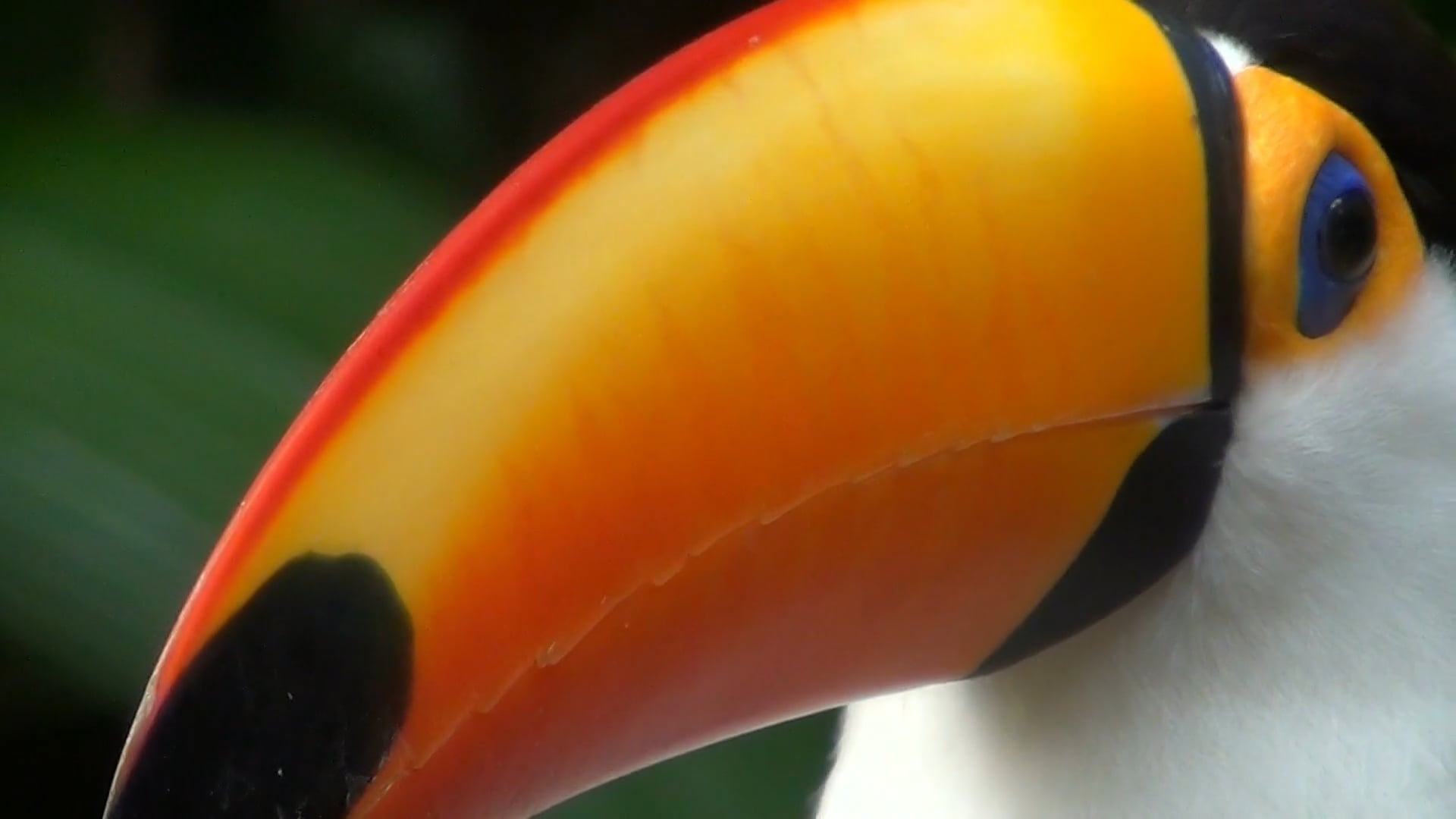 The Toucan: Close-Up Footage of the Most Colorful Tropical Bird