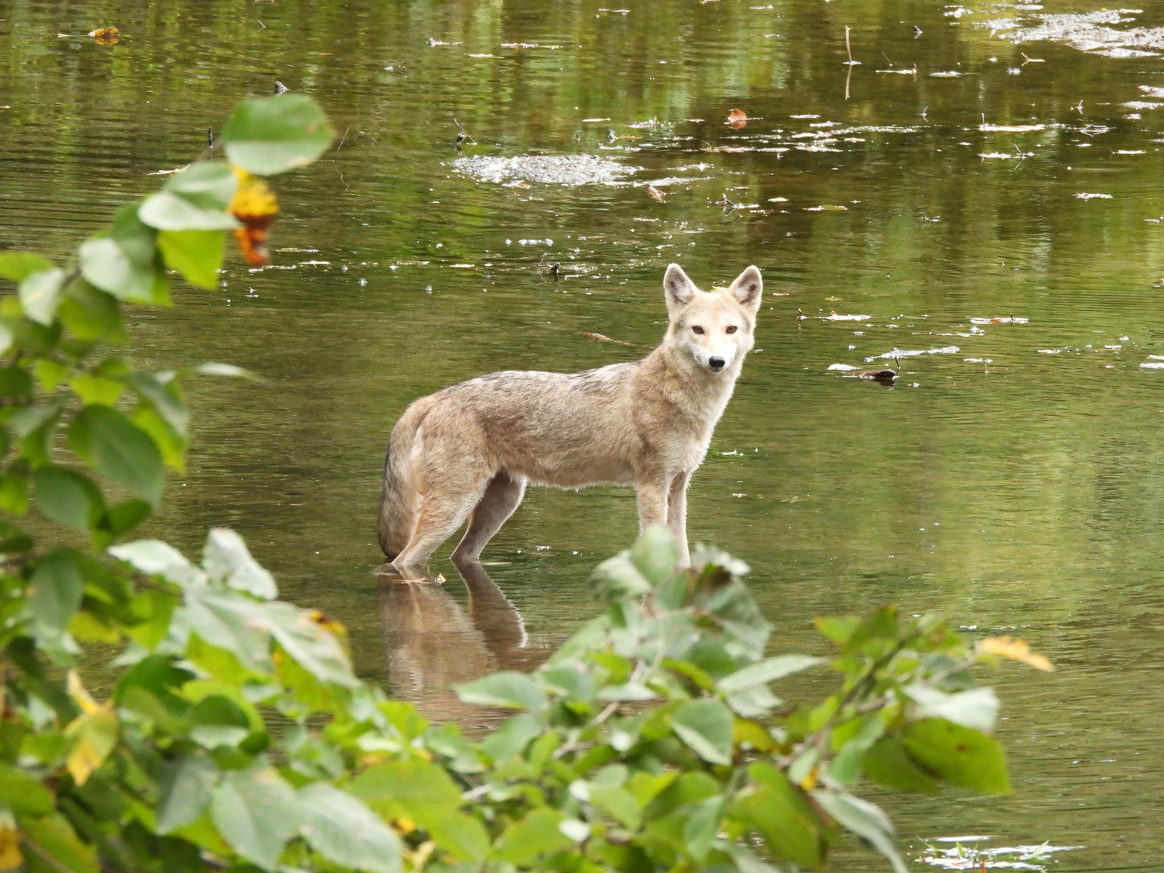 Pair of coyote attacks reported in Saddle River by people walking dogs