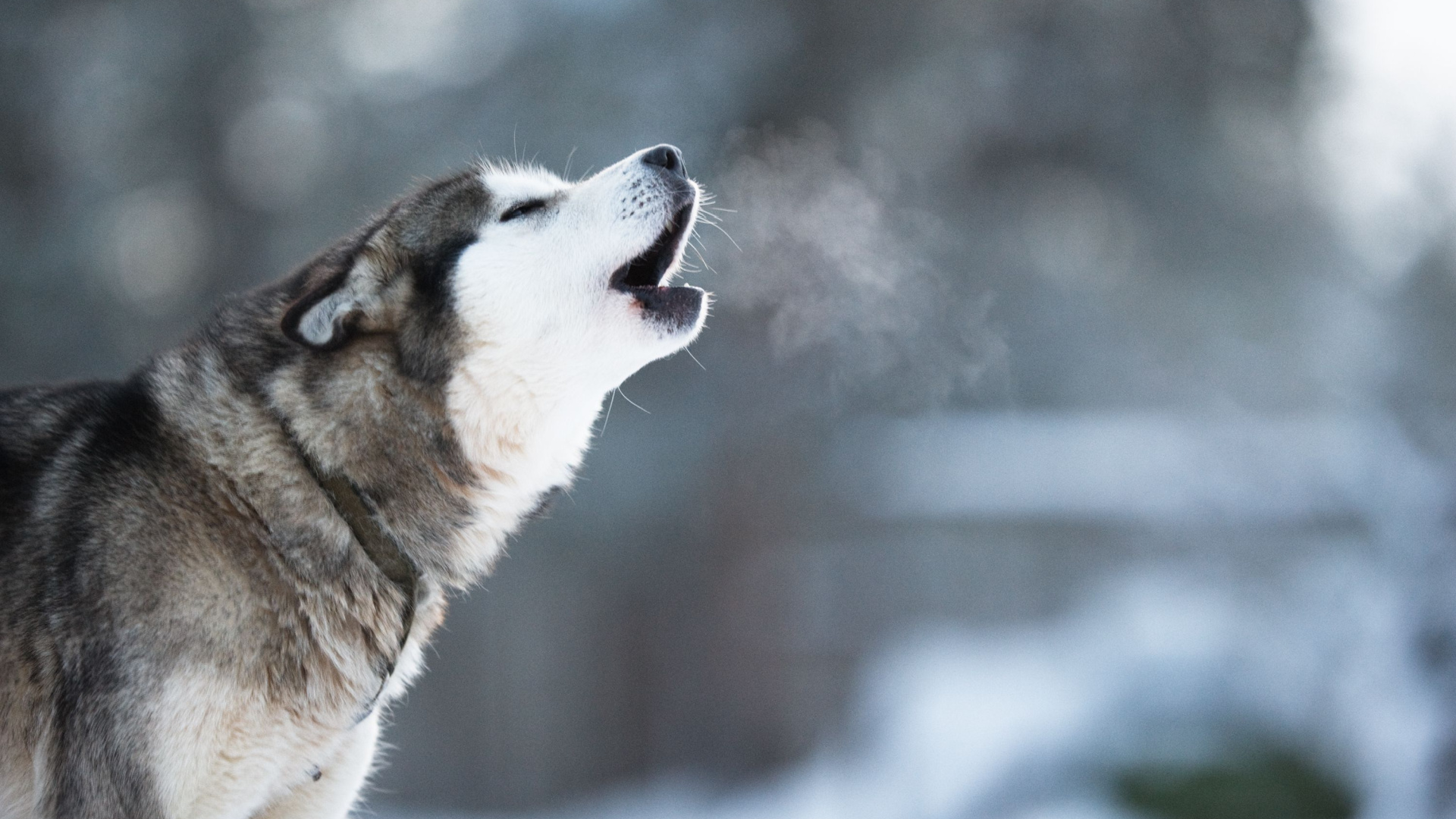 Why Are Dogs Said To Be The Descendants Of Wolves? 10 Dog Breeds That ...