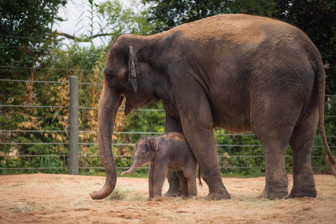 You can help name Fort Worth Zoo's new baby elephant born last month