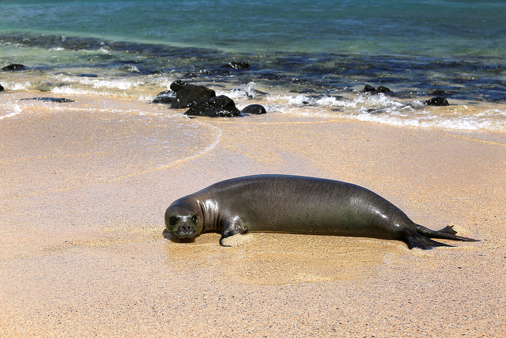 Where to spot seals in Ireland