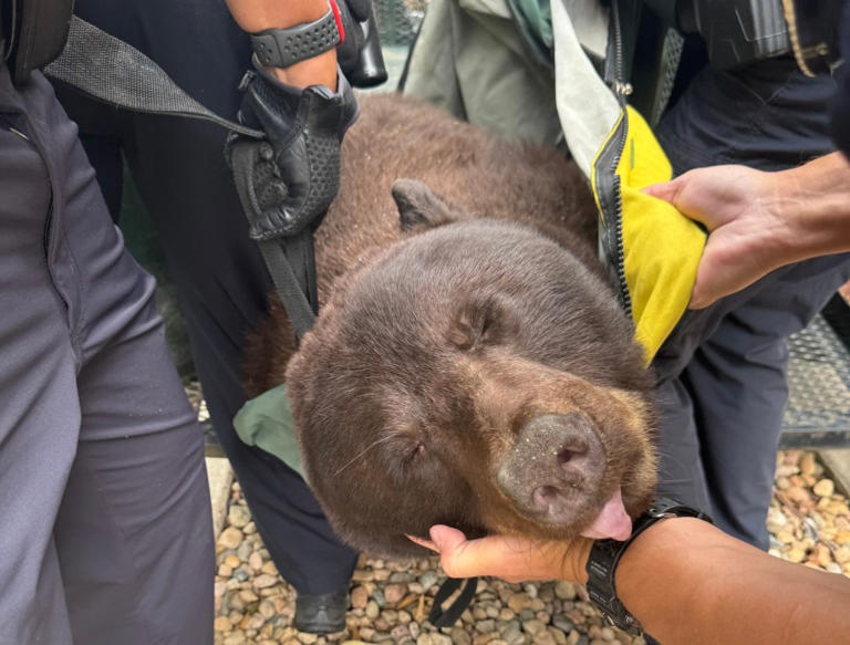Bear spotted wandering around Broomfield tranquilized, relocated