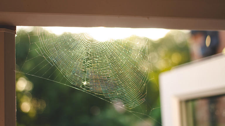 If You See Someone Spraying Their Patio With Vinegar, Take Note — Here ...