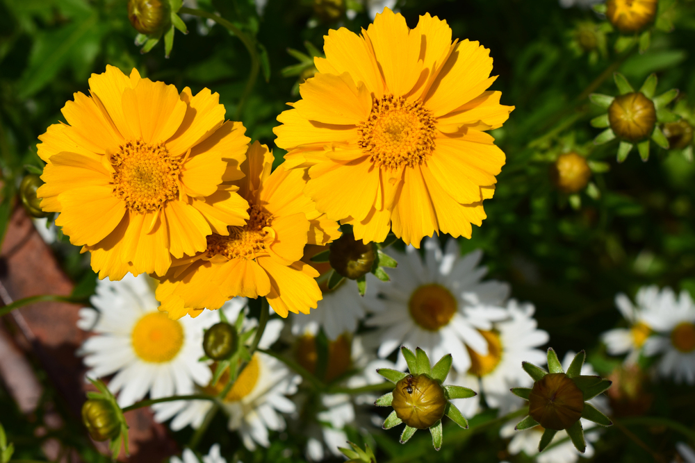 Perennials you should plant in your garden