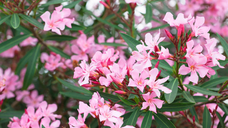 Don't Plant These: 10 Beautiful Trees That Are Extremely Toxic