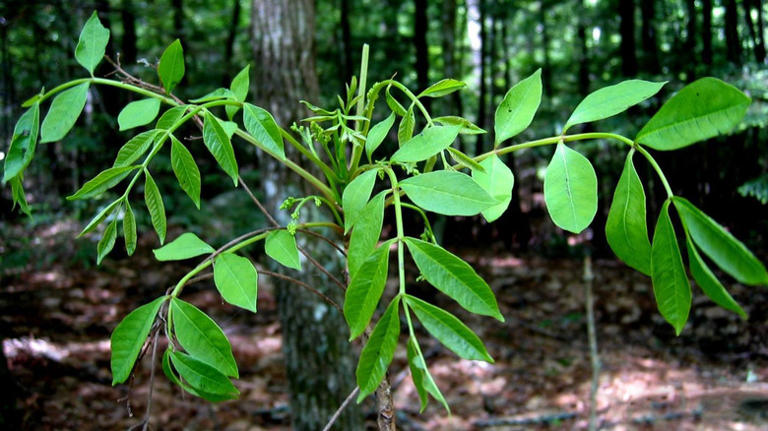 Don't Plant These: 10 Beautiful Trees That Are Extremely Toxic