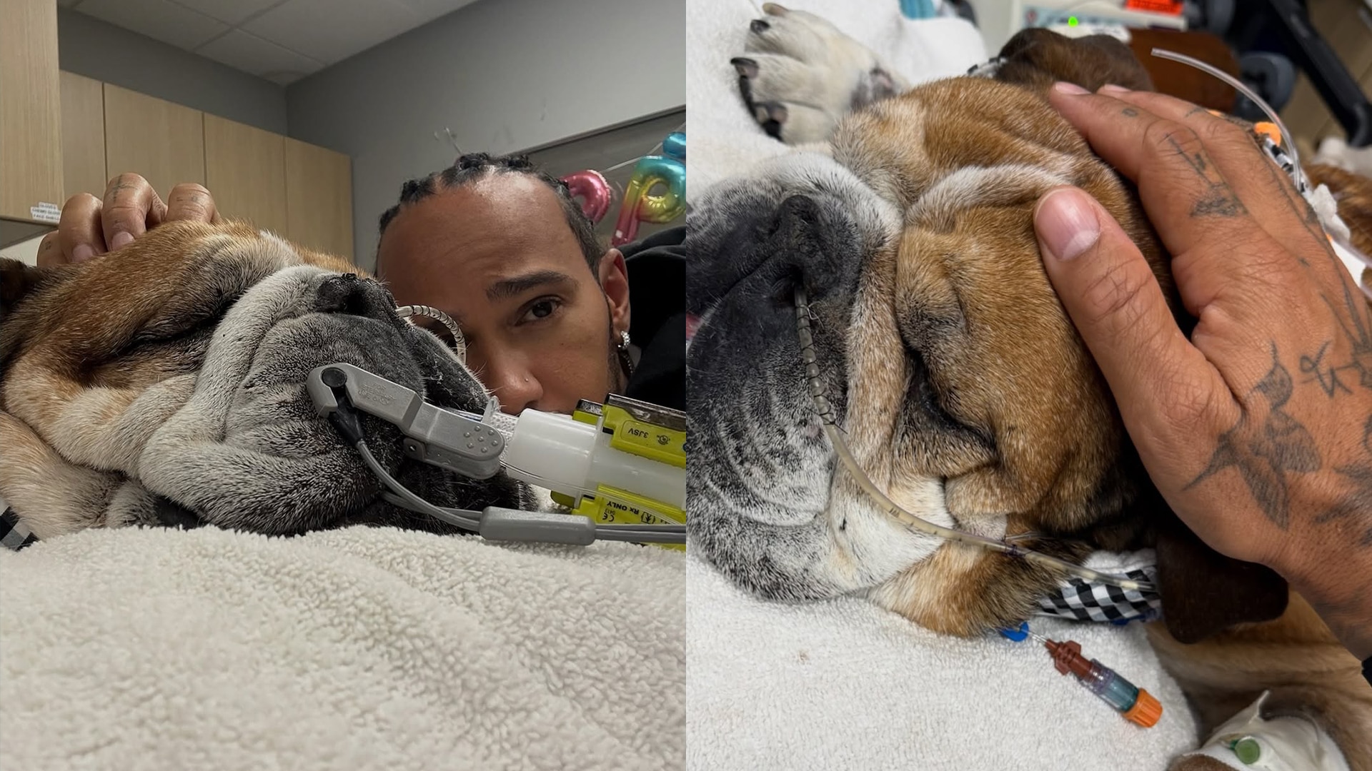 Lewis Hamilton Shares His Dog Roscoe May Not Wake Up from Coma in ...