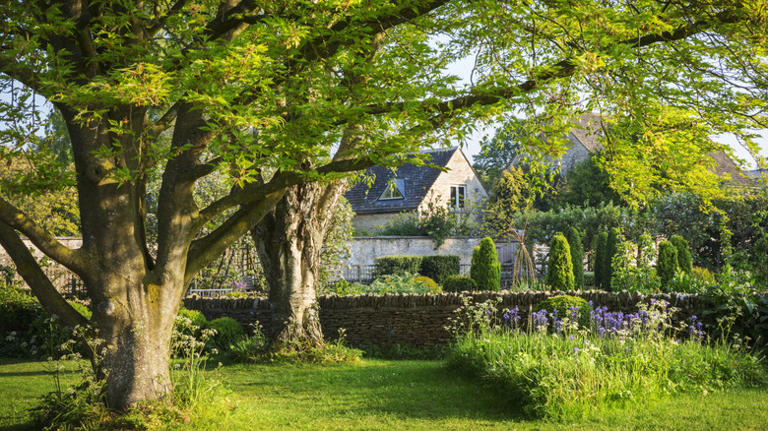 Don't Plant These: 10 Beautiful Trees That Are Extremely Toxic