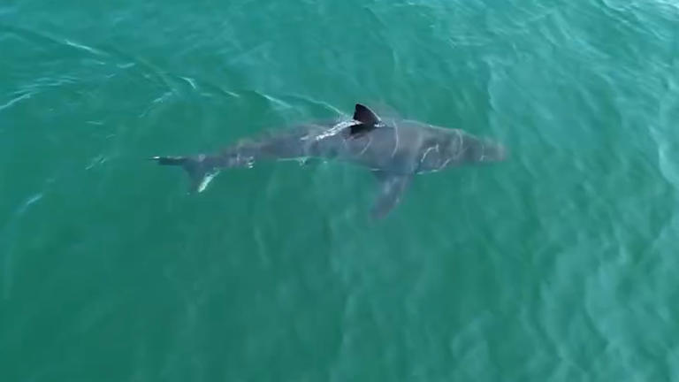 A new trend has surfaced among sharks in Cape Cod waters. Here's what one expert says