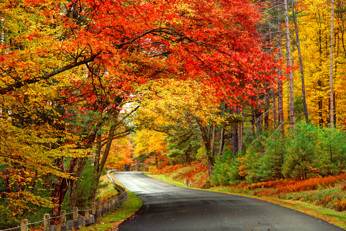 The Best Fall Foliage Maps to Track Peak Leaf Color in 2025