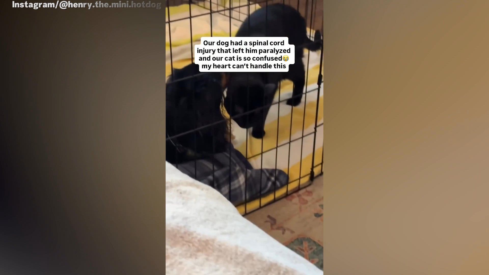 Cat Confused Why Dog Cannot Move