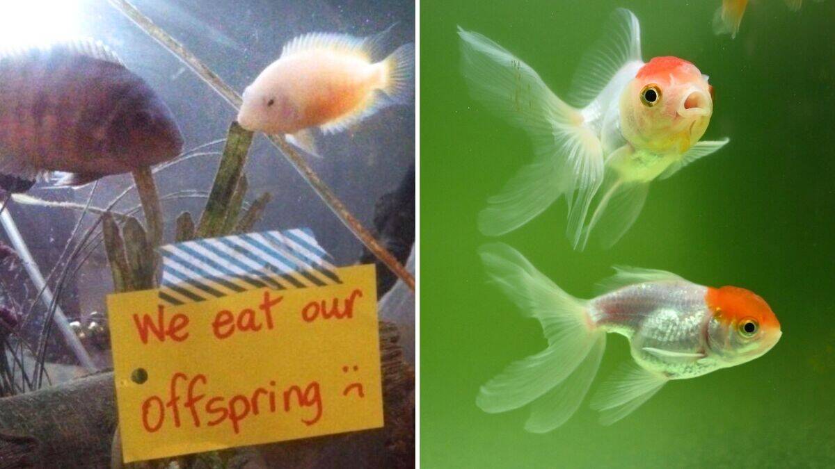 20 Times people hilariously shamed their pet fish