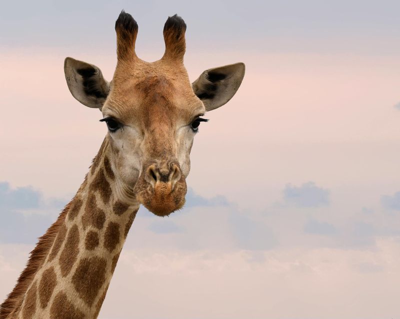 Why Giraffes And 9 Other Animals Shouldn’t Exist