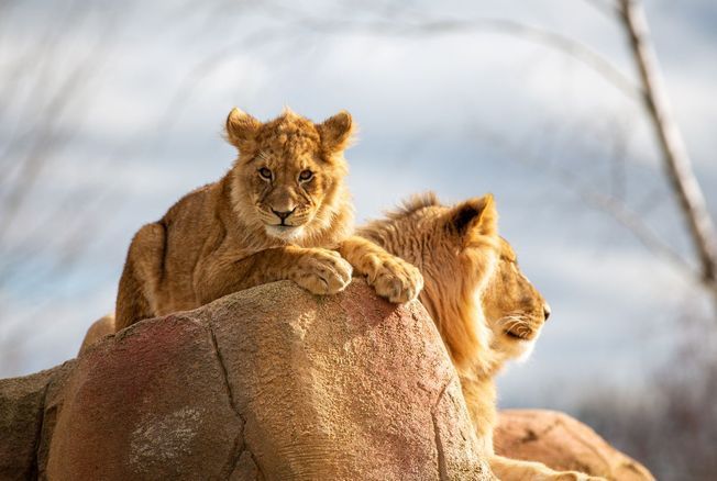 Ces comportements fascinants chez les animaux : l’infanticide ...