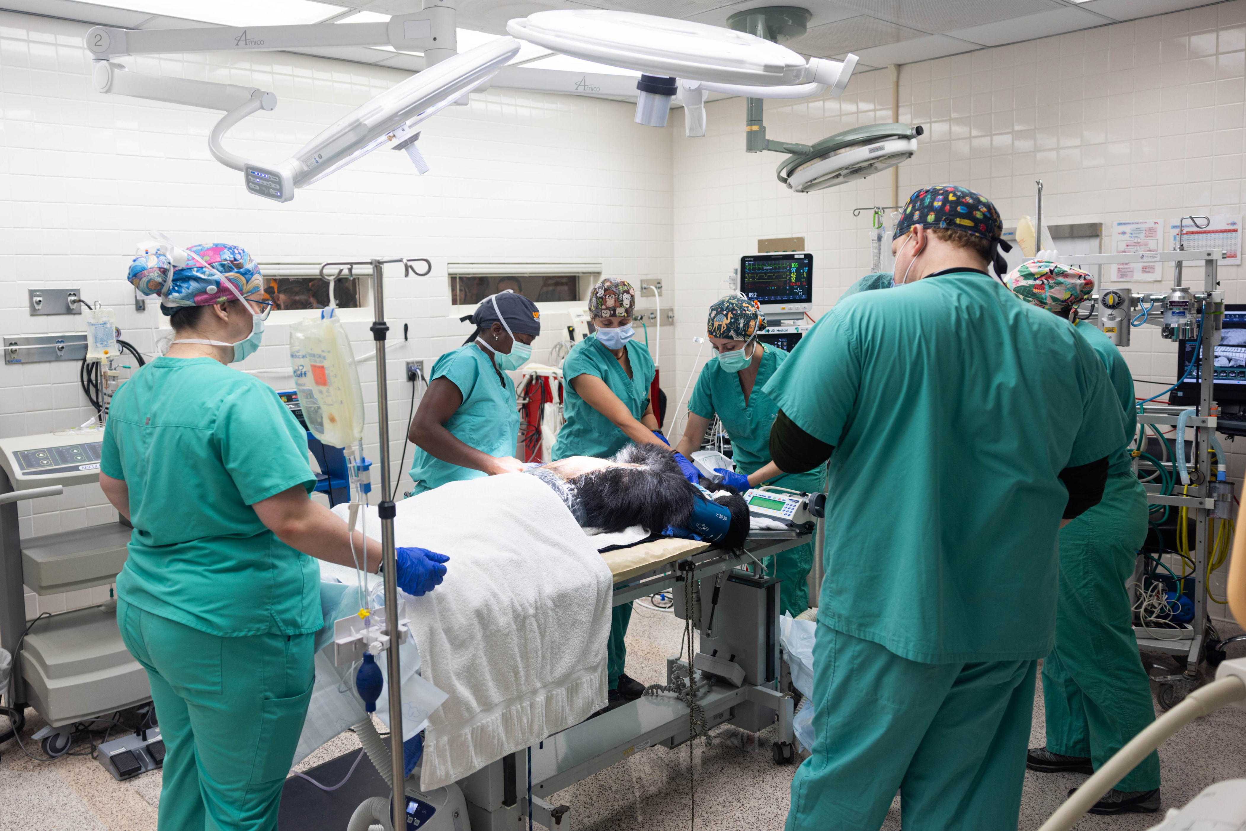 ‘First documented procedure of its kind’ | Zoo Knoxville chimpanzee ...