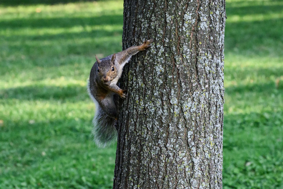 Two People Hospitalized in Squirrel Attacks