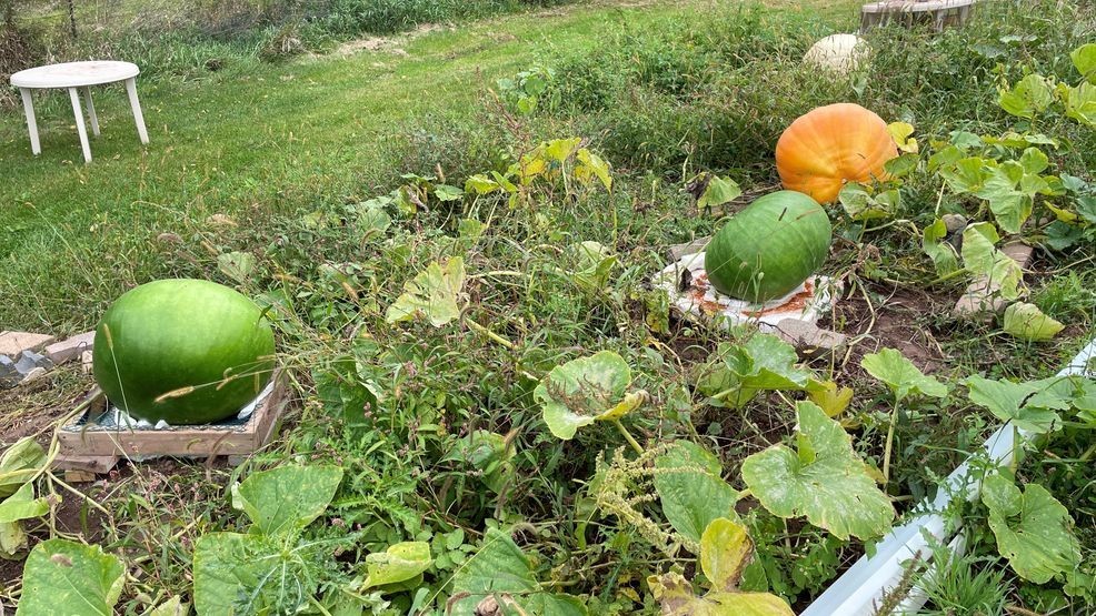 Growing giant gourds and more in Fond du Lac County