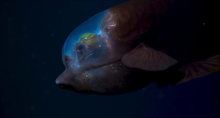 Pez duende (Macropinna microstoma): cabeza transparente, ojos tubulares ...