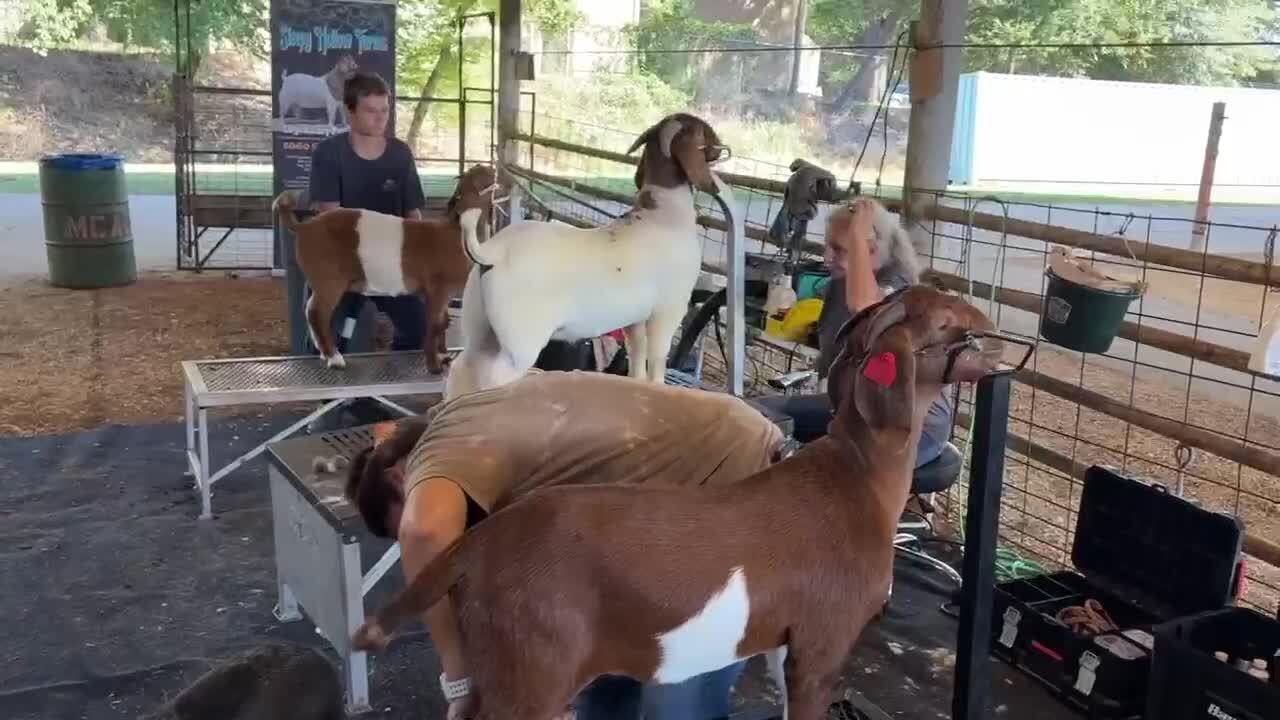 Texas Boer Goat Association hosting ‘Eastravaganza’ goat show at ...