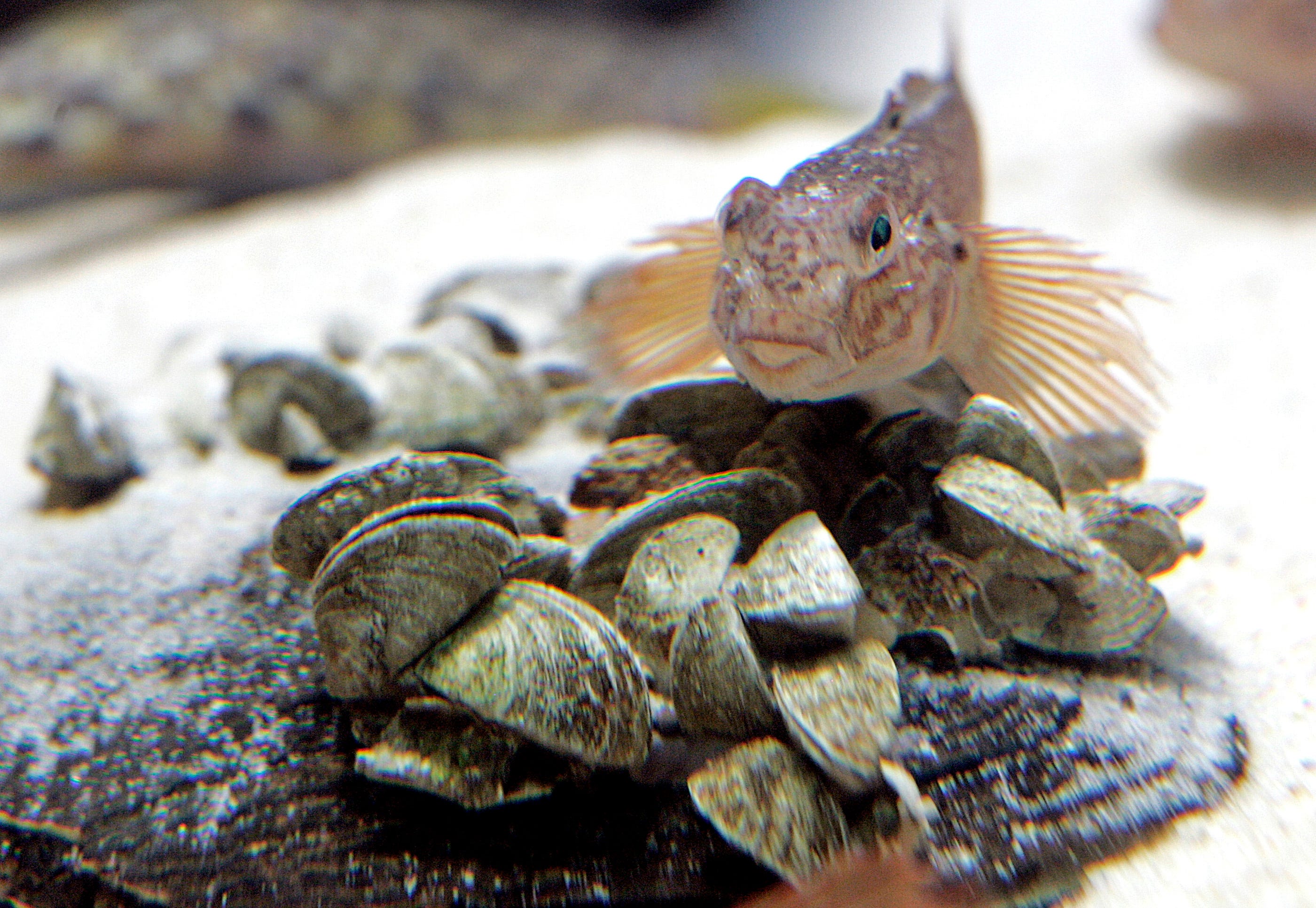 DNR asking anglers to report invasive round gobies in Lake Winnebago ...