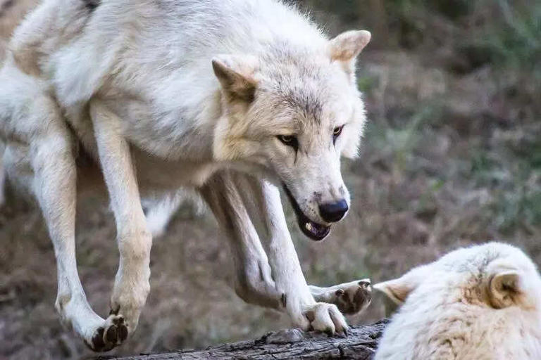 Wolf attack leaves child injured in Bahraich; shoot-at-sight order sought