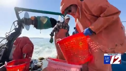 Whitehouse pushes for task force to research declining shellfish ...