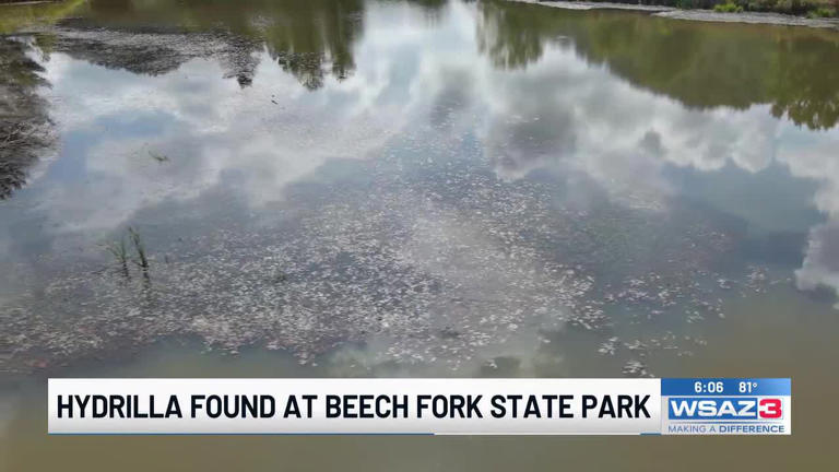 Invasive plant found in Beech Fork Lake