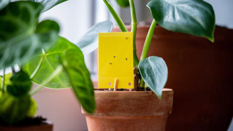 5 common houseplant pests and how to get rid of them: expert tips to ...