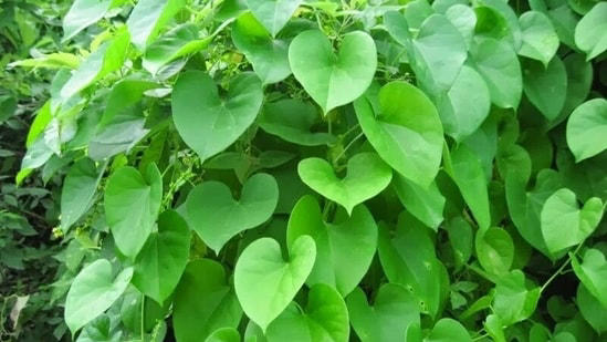 Hepatologist reveals 'most dangerous Ayurveda herb for your liver': It ...