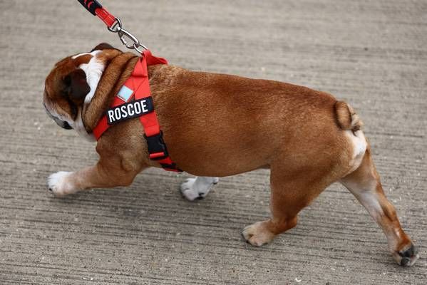 Who was Roscoe, Hamilton's beloved bulldog and F1 paddock star?