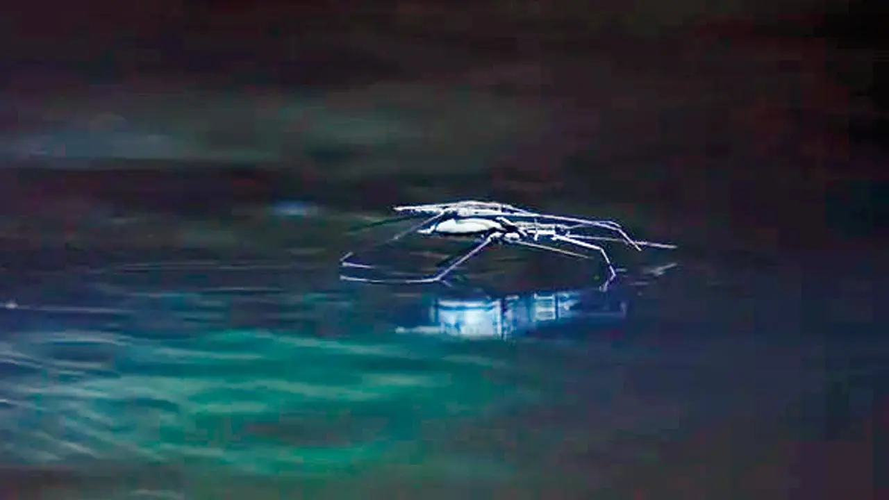 Insect-inspired bots paddle, float, stride on water surface