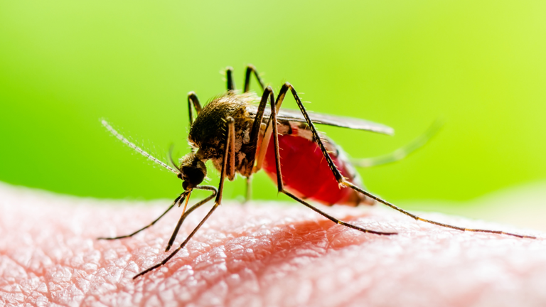 Protecting Children from Mosquito-Borne Illnesses: What Parents Should Know