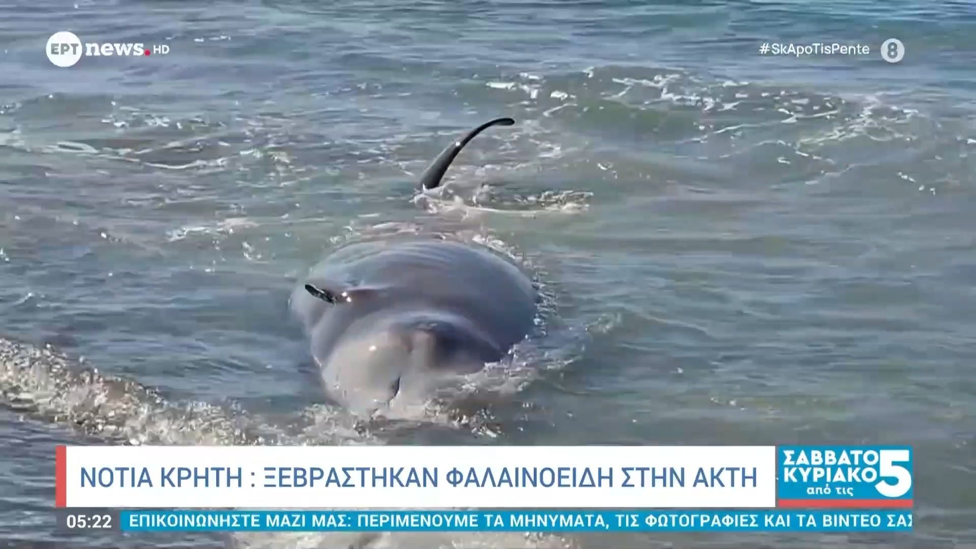 Νότια Κρήτη: Ξεβράστηκαν φαλαινοειδή στην ακτή