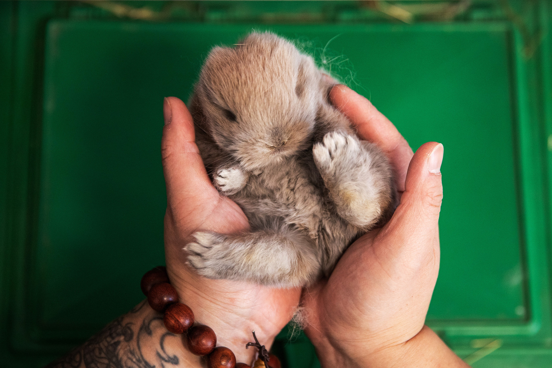 Things to consider before getting a pet rabbit