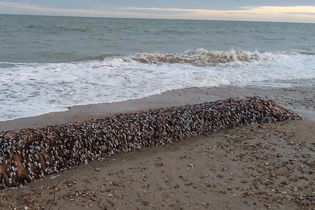 Large amount of unusual looking creatures wash up on beach