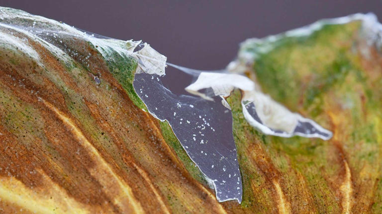 5 common houseplant pests and how to get rid of them: expert tips to ...