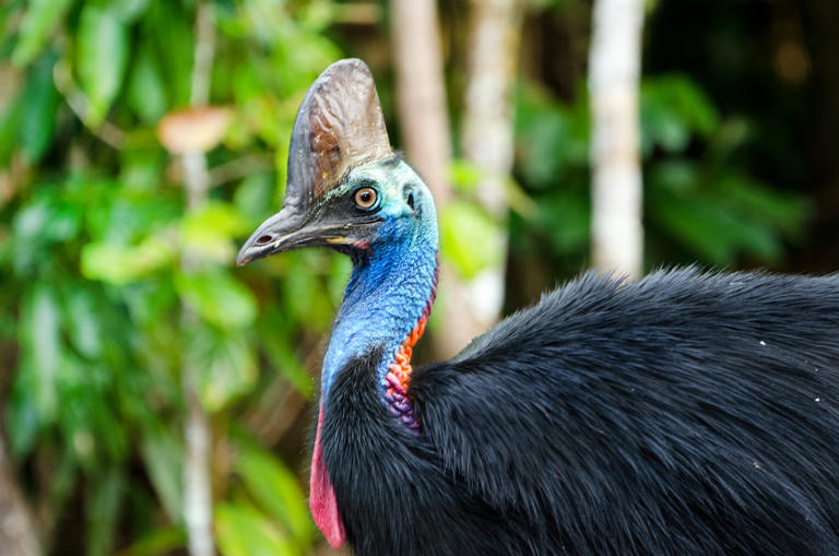 Zoo celebrates cassowary day