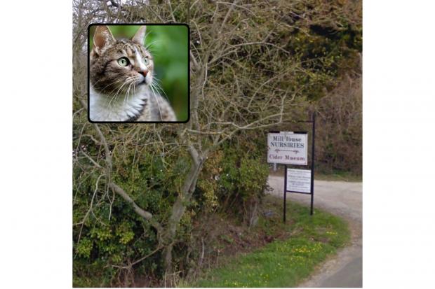 New cattery planned for cider museum site