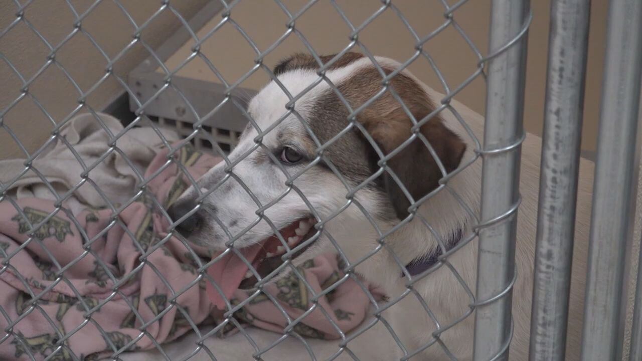 Humane Society seeking musicians to play for the animals