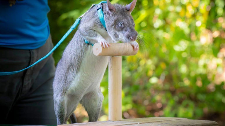 Meet Capri and Sun! These Oregon Zoo residents have the best sniffers ...