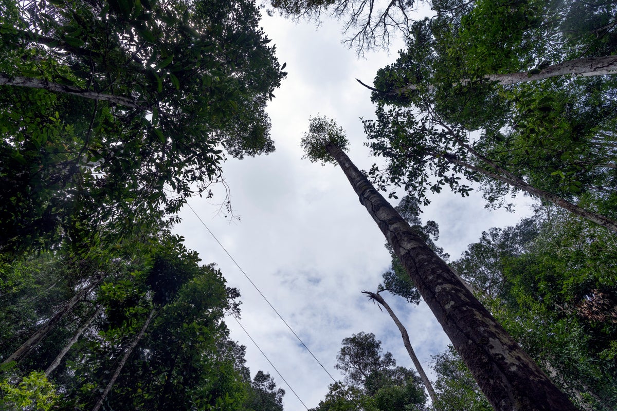 Amazon rainforest trees are getting bigger due to climate crisis, study ...