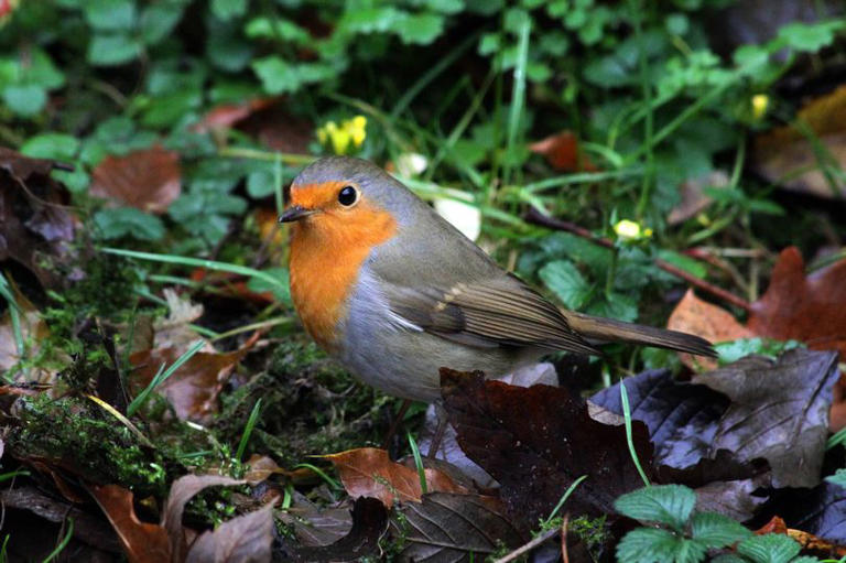 'I'm a gardening expert — robins can't resist your garden if you grow 1 ...