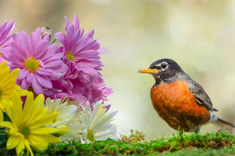 'I'm a gardening expert — robins can't resist your garden if you grow 1 ...