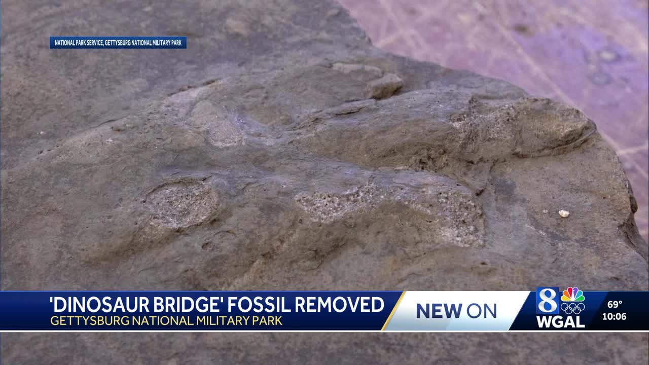Jurassic-era dinosaur fossil recovered after alleged attempted theft in ...