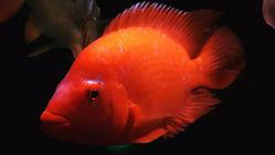 Waspada Ikan Red Devil! Bukan Nila Merah, Simak Status Hama Invasif dan ...