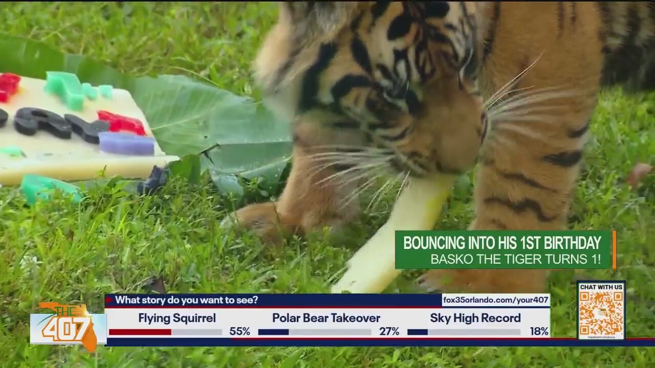 Baby tiger bounces into first birthday at Animal Kingdom