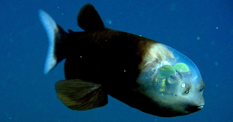 Pez duende (Macropinna microstoma): cabeza transparente, ojos tubulares ...