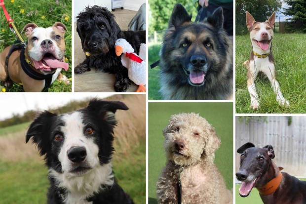 Dogs Trust Darlington: Seven perfect pooches looking for their forever ...