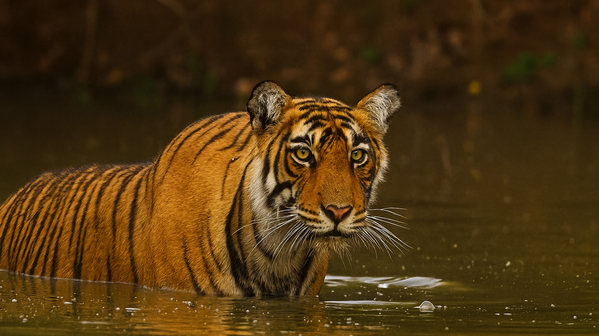 Bengalischer Tiger in Indien – Wildtiere in ihrer natürlichen Umgebung ...
