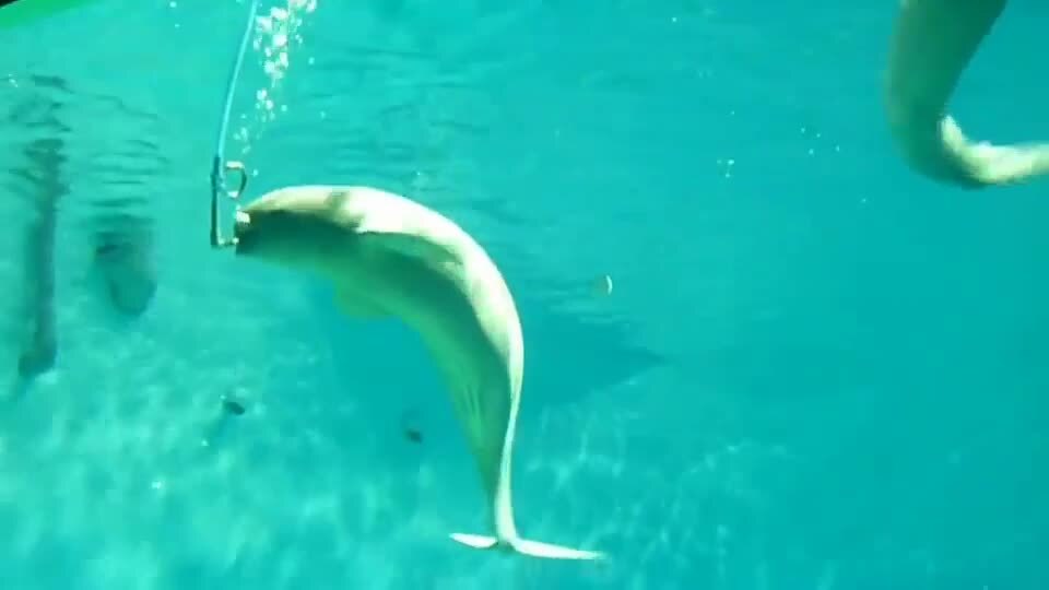 Finless Porpoise Blows Bubble Rings